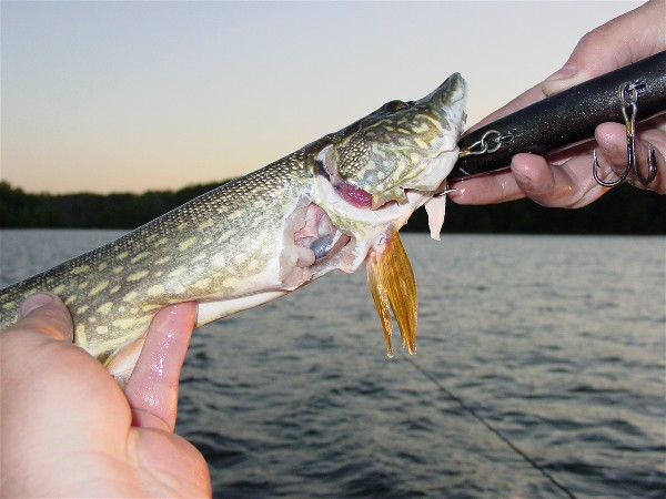 MuskieFIRST | pike pattern colored lures » General Discussion » Muskie ...